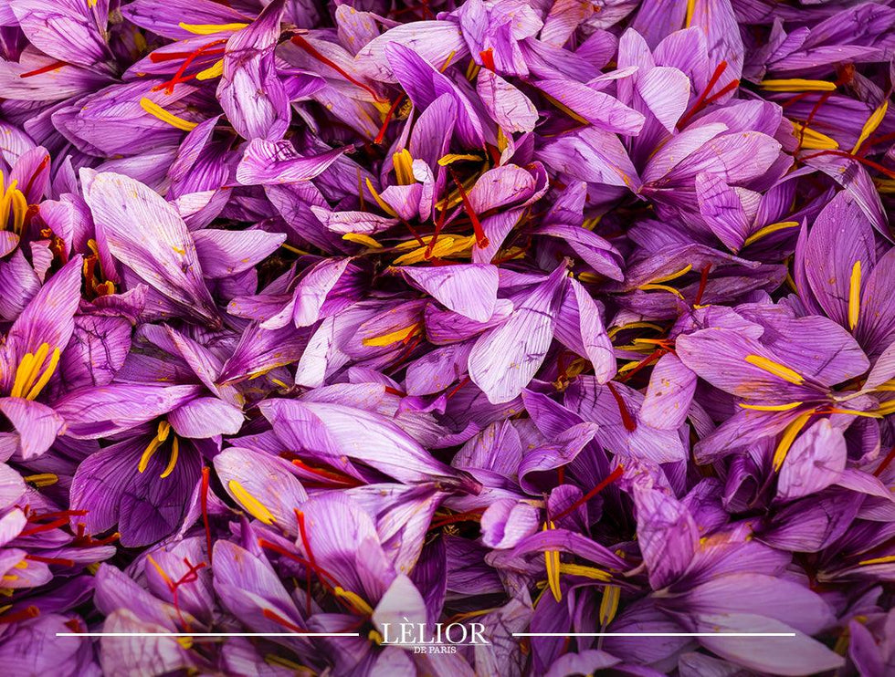 Saffron: The Golden Elixir of Perfumery | Lèlior Blog